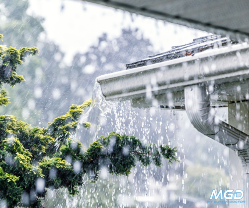 Why Birds Nest In Gutters & How To Prevent Them From Returning