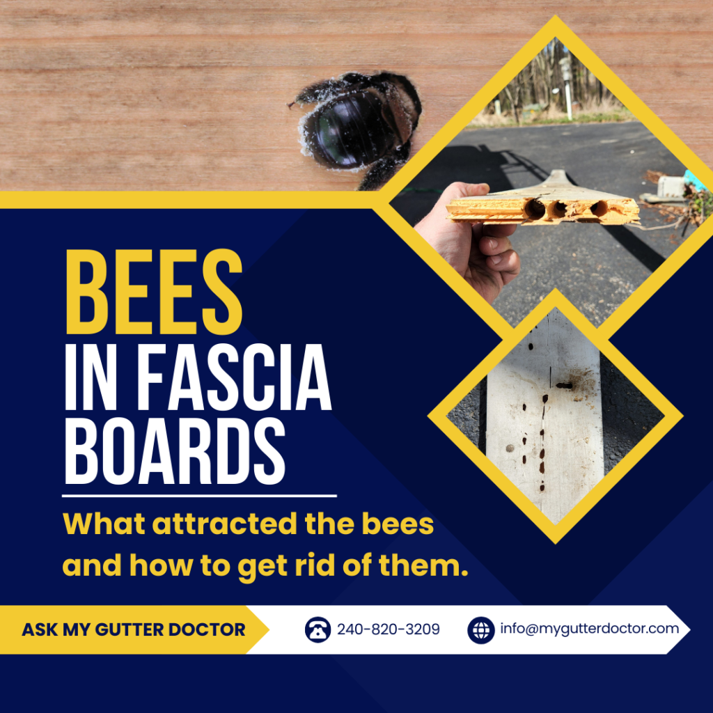 Bees in Gutters: Why They’re There & How to Get Rid of Them
