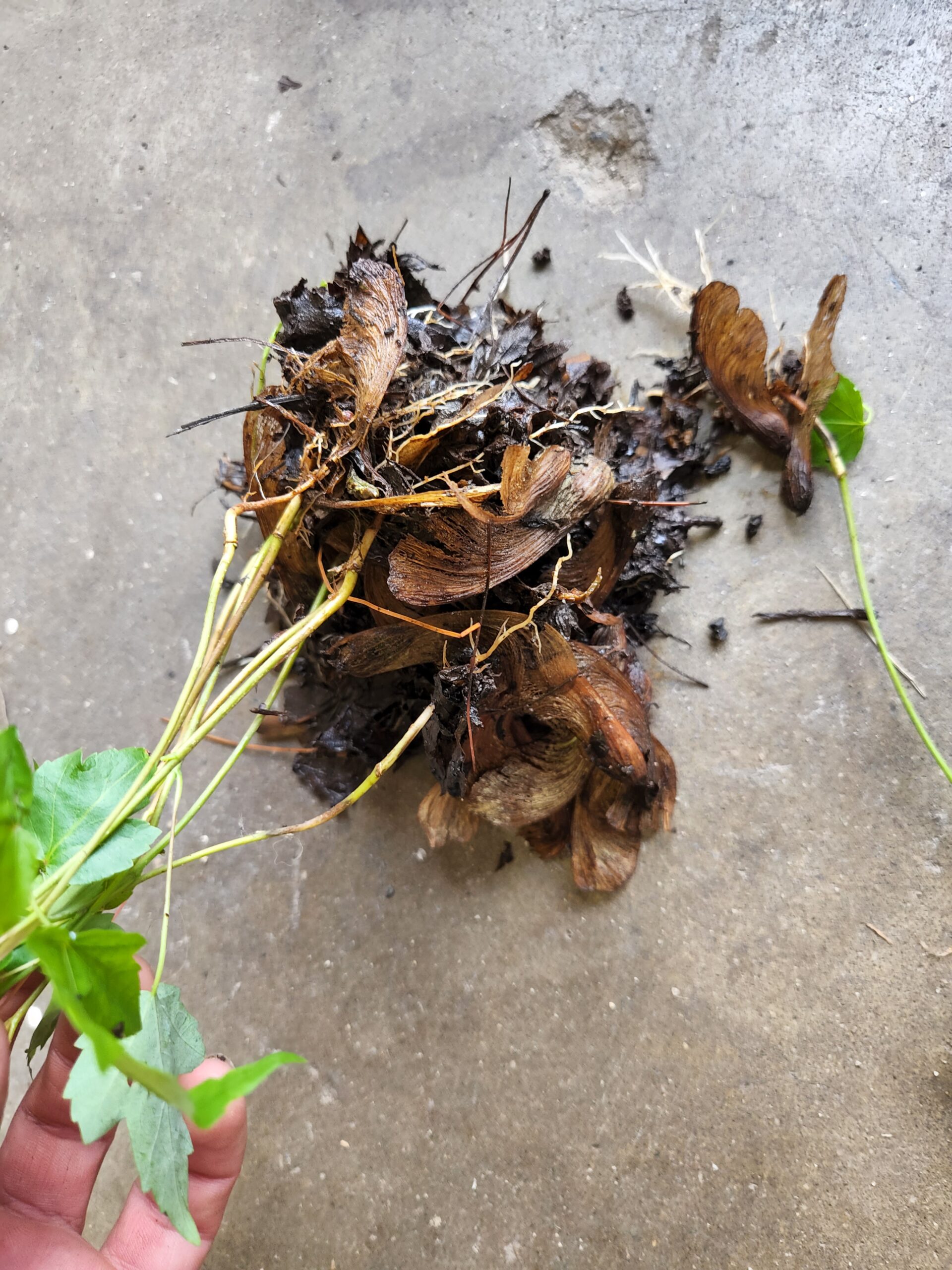 Is Spring Gutter Cleaning Necessary? - My Gutter Doctor- Q/A Blog