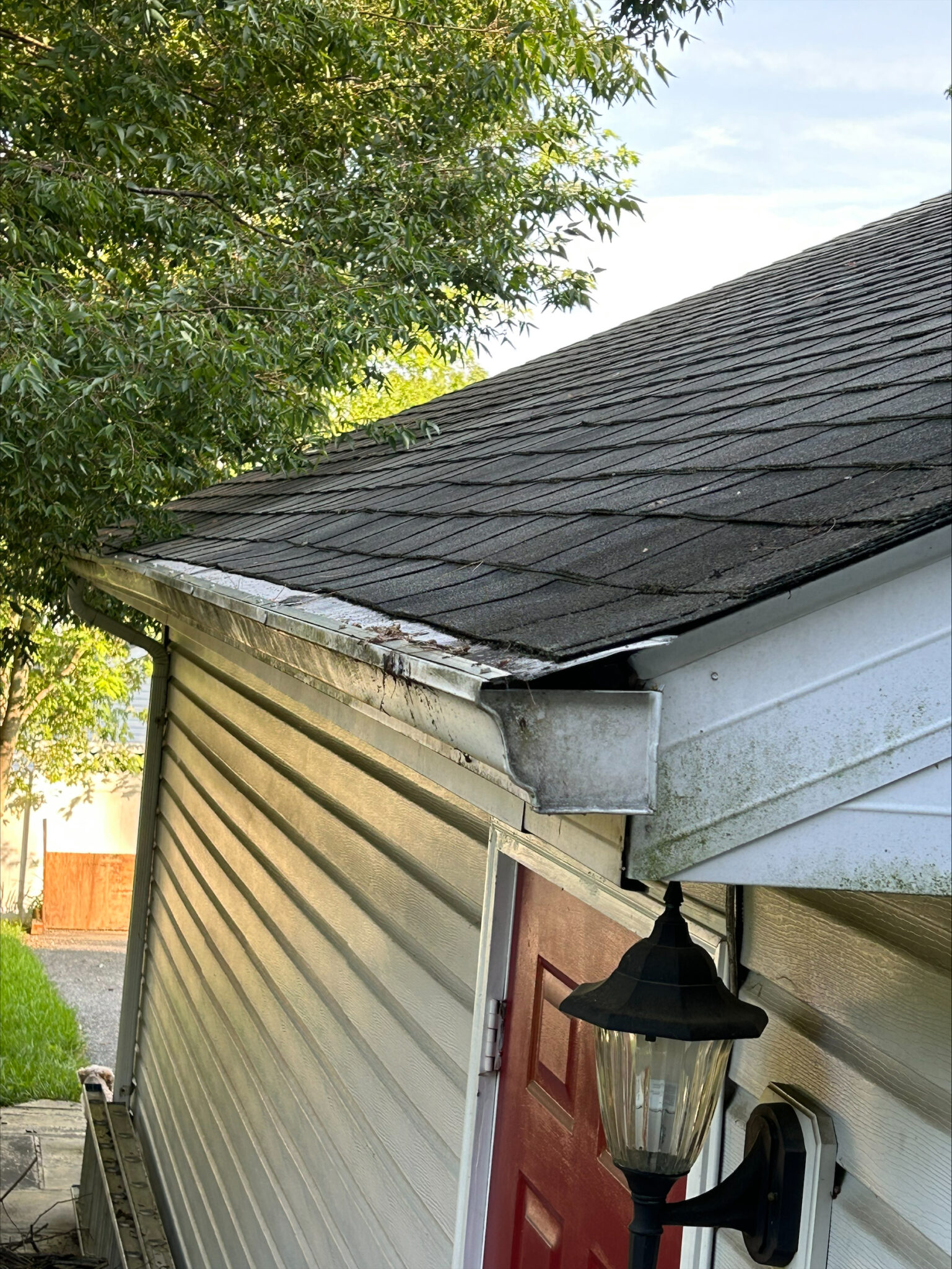 Why Birds Nest In Gutters & How To Prevent Them From Returning