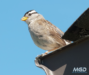 Why Birds Nest In Gutters & How To Prevent Them From Returning