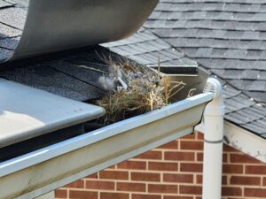 Why Birds Nest In Gutters & How To Prevent Them From Returning