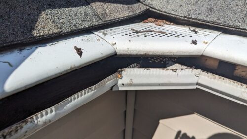 Why Birds Nest In Gutters & How To Prevent Them From Returning