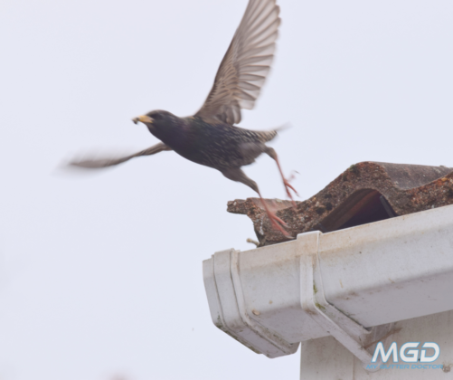 Why Birds Nest In Gutters & How To Prevent Them From Returning