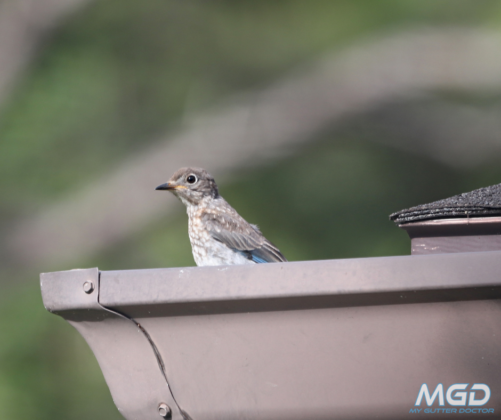 Why Birds Nest In Gutters & How To Prevent Them From Returning