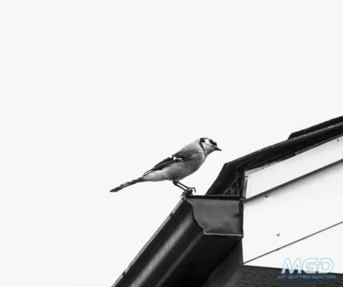 Why Birds Nest In Gutters & How To Prevent Them From Returning