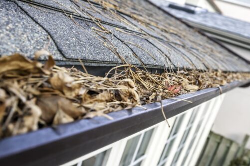 Why Birds Nest In Gutters & How To Prevent Them From Returning