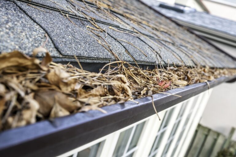Why Birds Nest In Gutters & How To Prevent Them From Returning