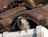 Why Birds Nest In Gutters & How To Prevent Them From Returning